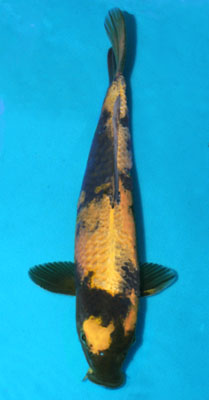 Hikariutsuri / Hikari Utsurimono